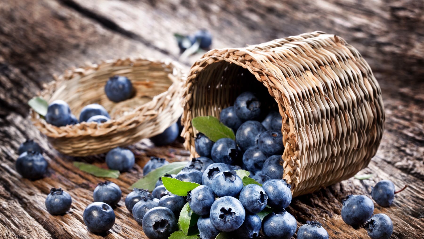 Arándanos ecológicos: 9 beneficios de consumir estas deliciosas bayas ...