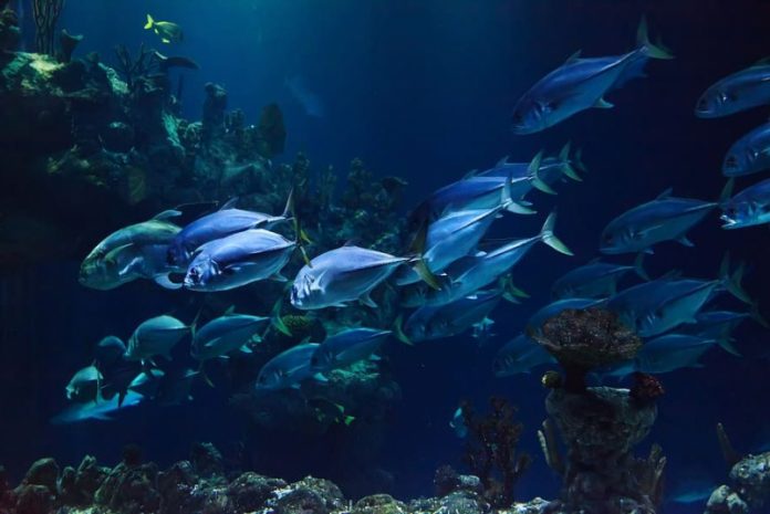 Minería submarina: pone en jaque a miles de nuevas especies