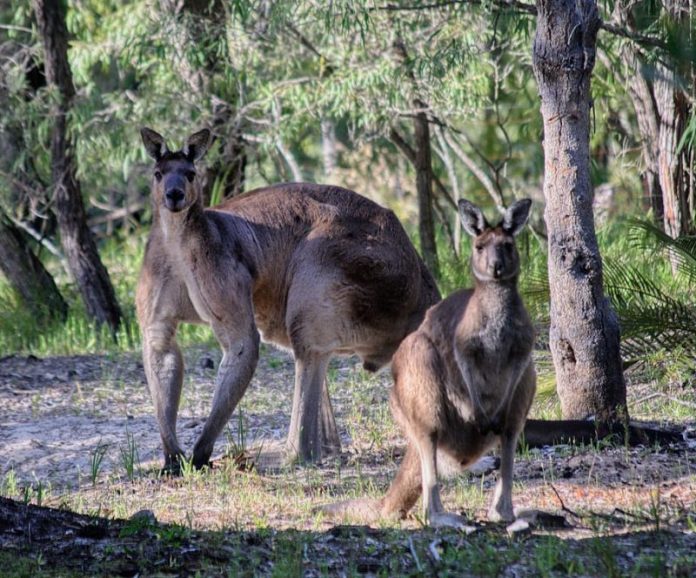 Lo peor de Adidas: el cuero de canguro o K-leather que emplea diezma ...