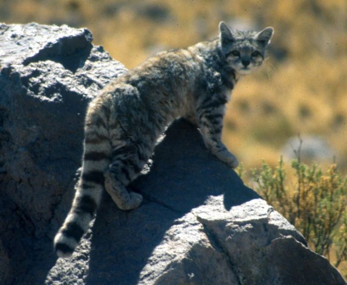 Conoce a estas 9 especies endémicas de Chile en peligro de extinción