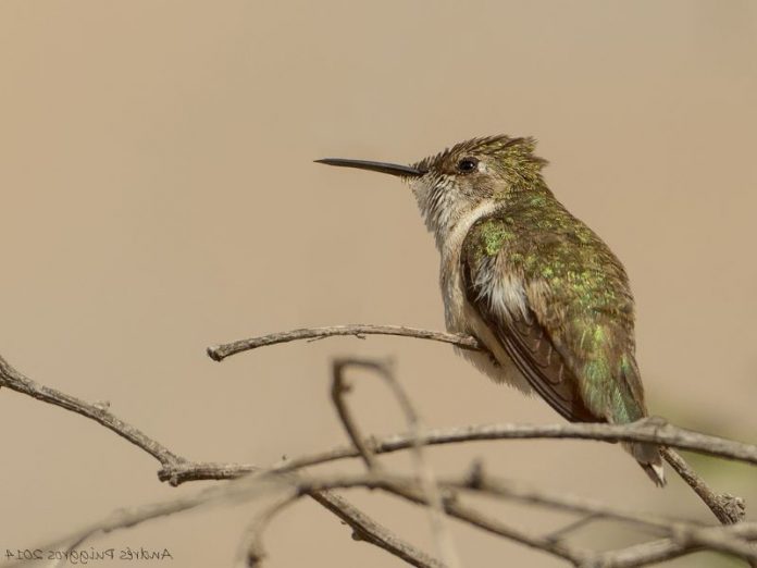 Conoce a estas 9 especies endémicas de Chile en peligro de extinción