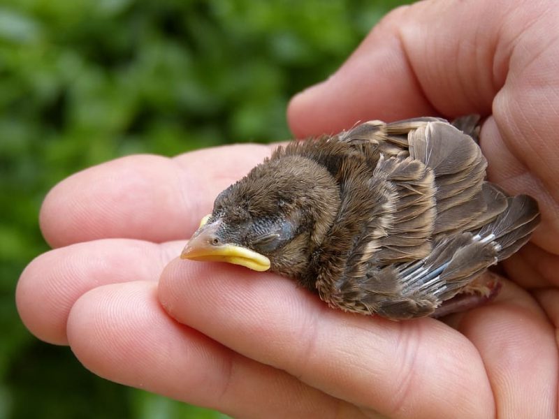 Qué hacer si encuentras un pollito en el suelo