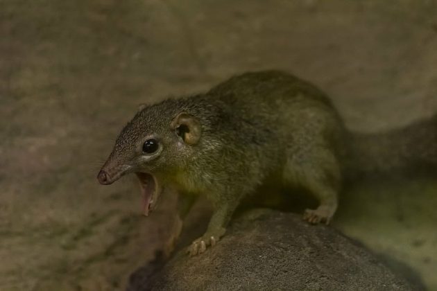 El ratón que sobrevivió al hielo y los dinosaurios