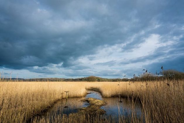 Ejemplos de destrucción y de recuperación de humedales