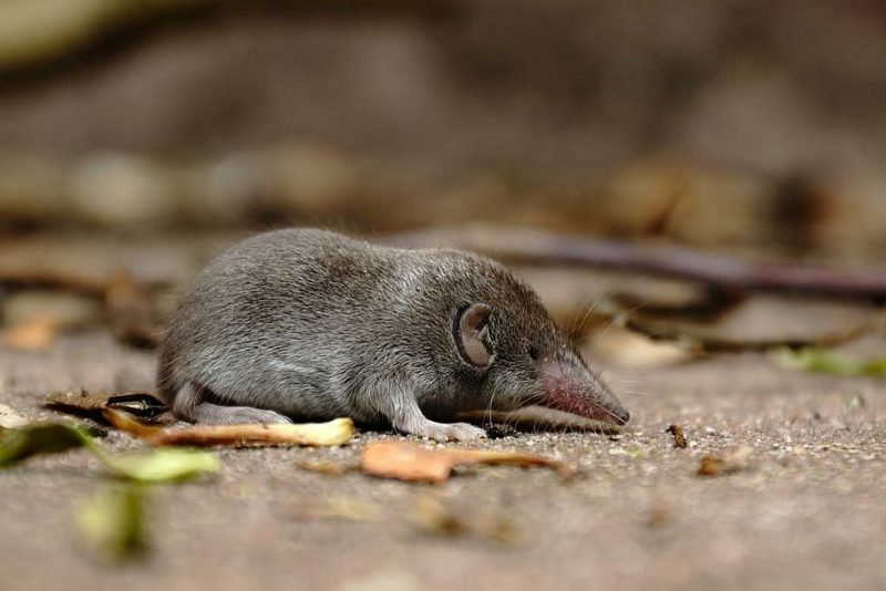 El ratón que sobrevivió al hielo y los dinosaurios