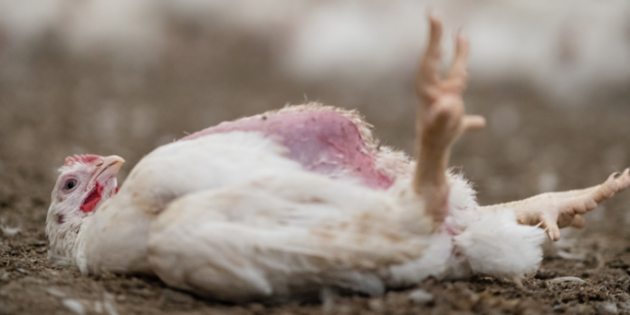 Se deben prohibir las razas de pollos de rápido crecimiento