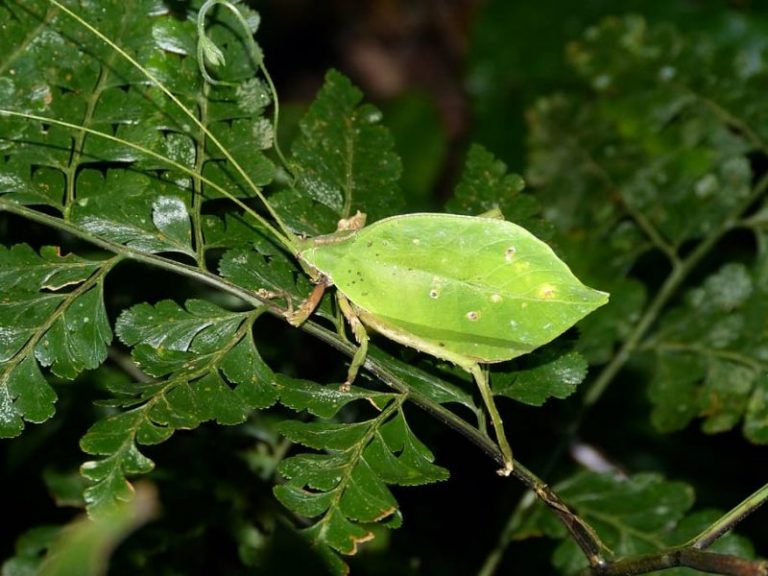 Descubren 7 nuevas especies de insectos hoja