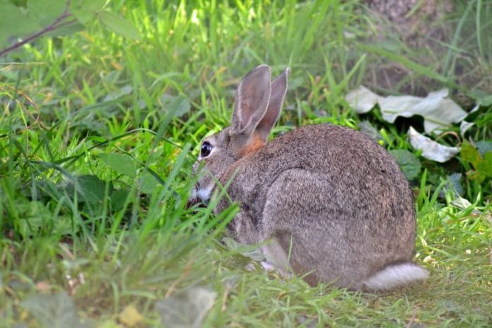 En el Año del Conejo, nuestro conejo de monte se extingue