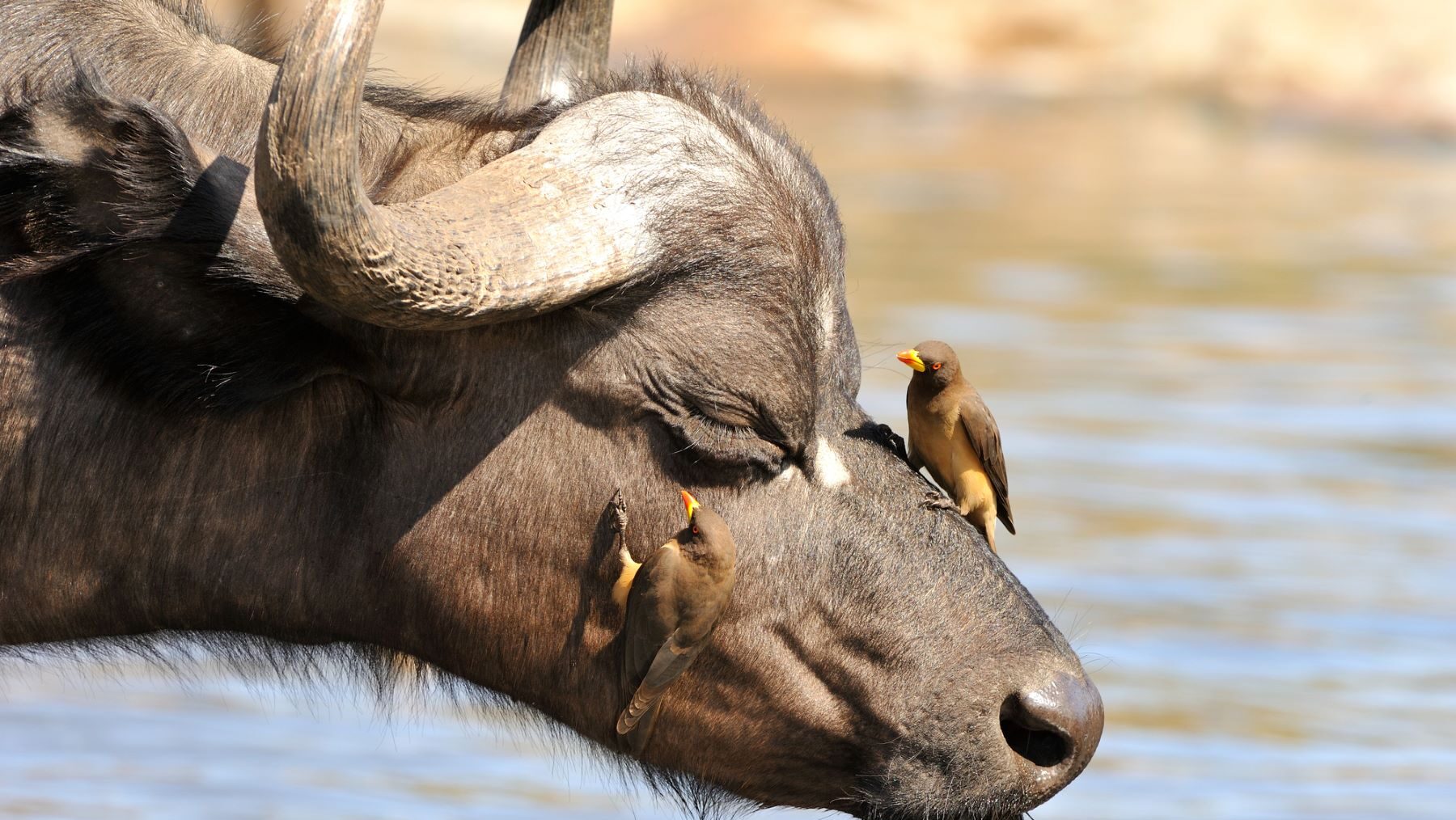 9 ejemplos increíbles de mutualismo animal que seguro no conocías