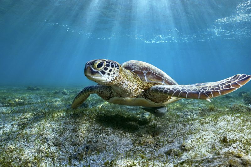 Ecosistemas De Biodiversidad