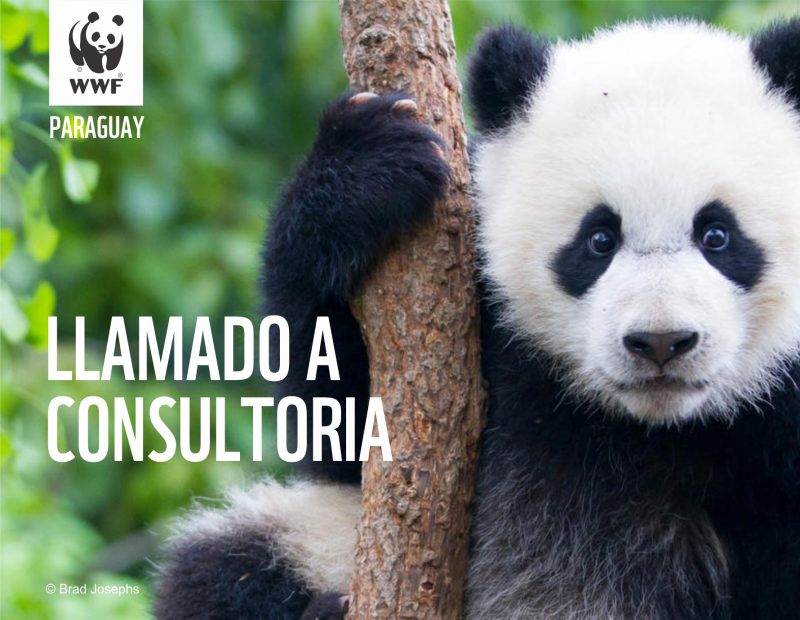 WWF-Paraguay en la COP28
