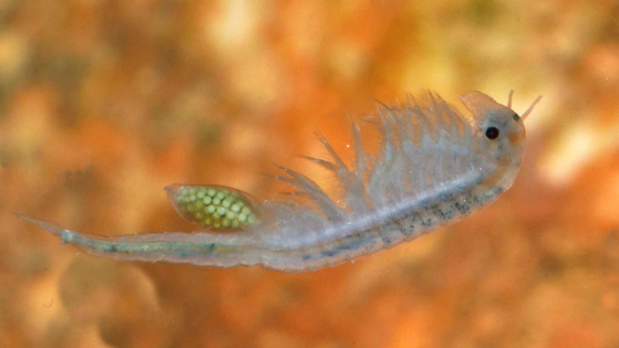Exposición: 'Laguna El Hito: un tesoro por descubrir en la provincia de ...