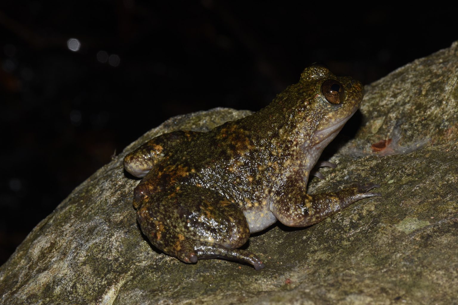 Rana filipina 'Barbourula busuangensis': hasta ahora su canto era un enigma