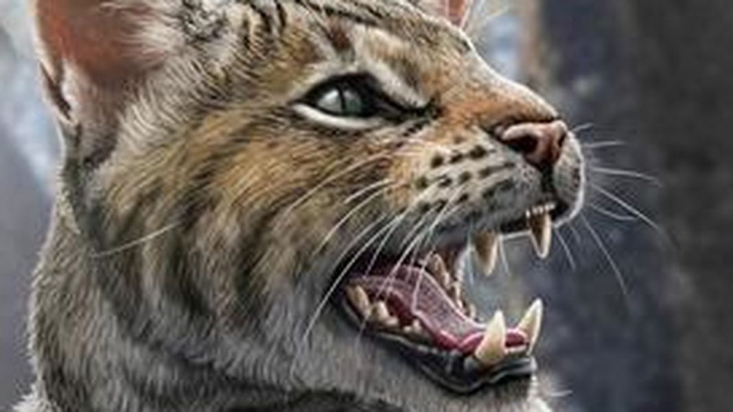 Describen un felino desconocido de hace más de 15 millones de años y ...