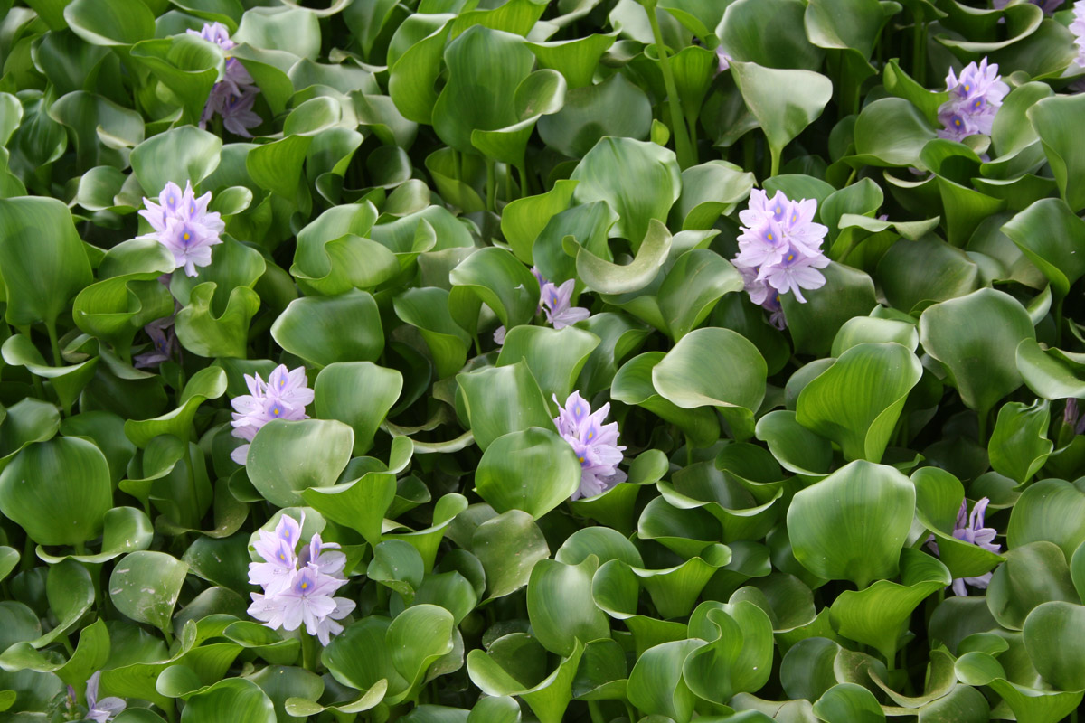 Investigadores del CSIC crean Plantimpactseurope: información sobre más ...