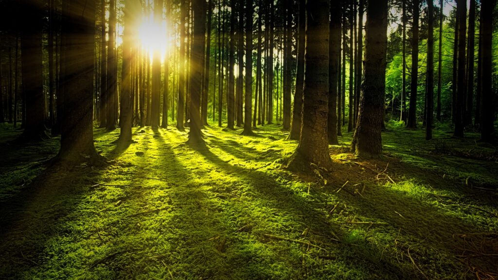 Día Internacional de los Bosques 2024