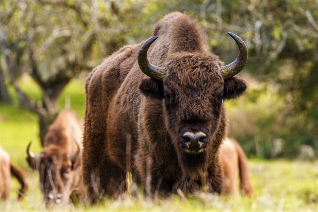 Bisonte europeo: fertiliza la tierra y evita incendios forestales