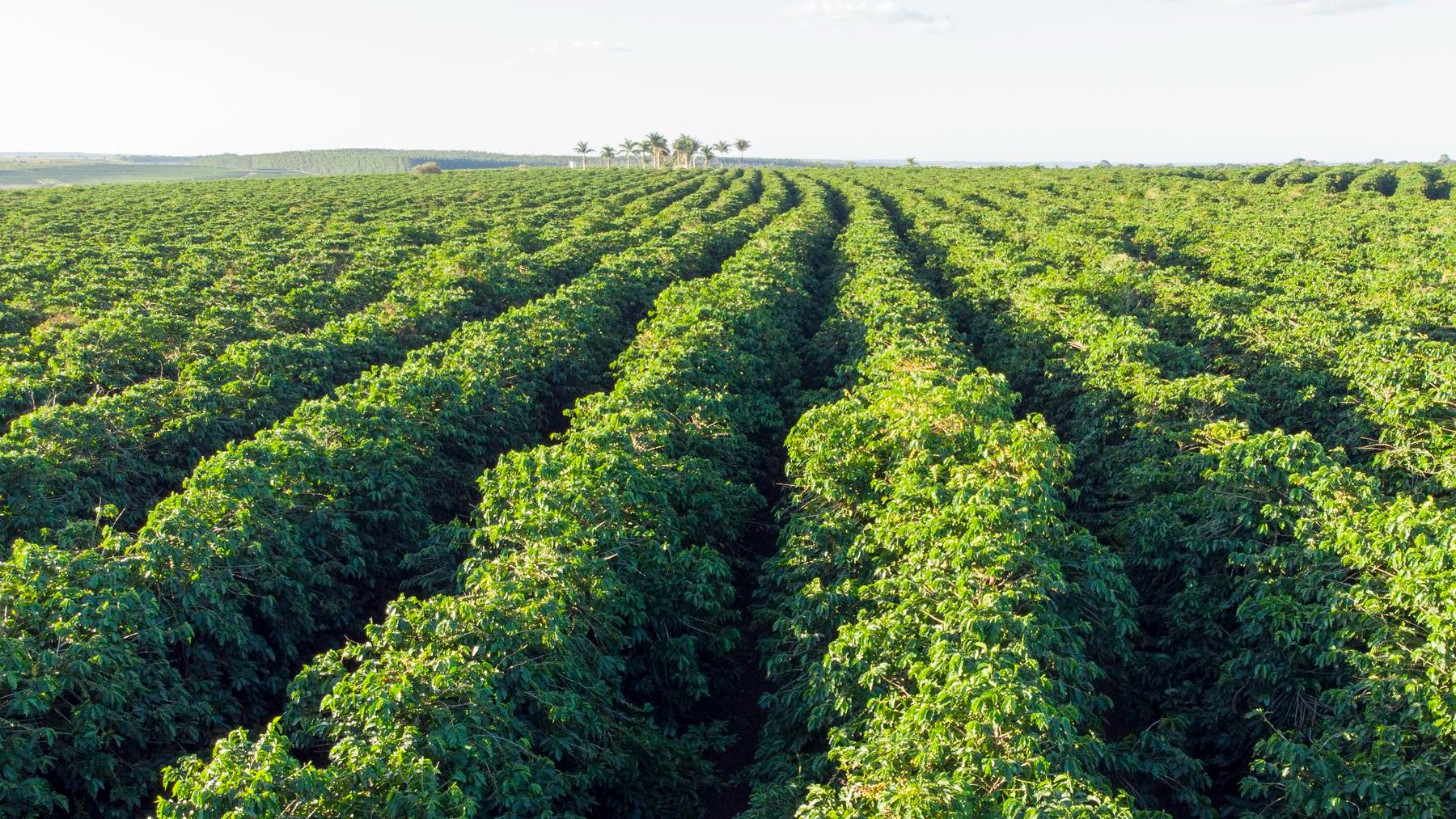 España produce «frutas solares» y el mundo alucina: la energía que está ...