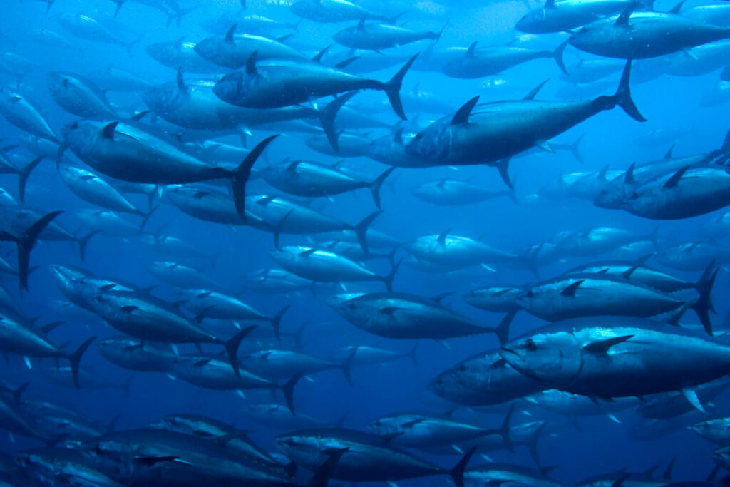 AZTI: pescando el atún tropical con materiales biodegradables