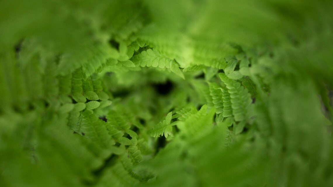 Logran hacer la primera fotosíntesis artificial de la historia: el gas ...