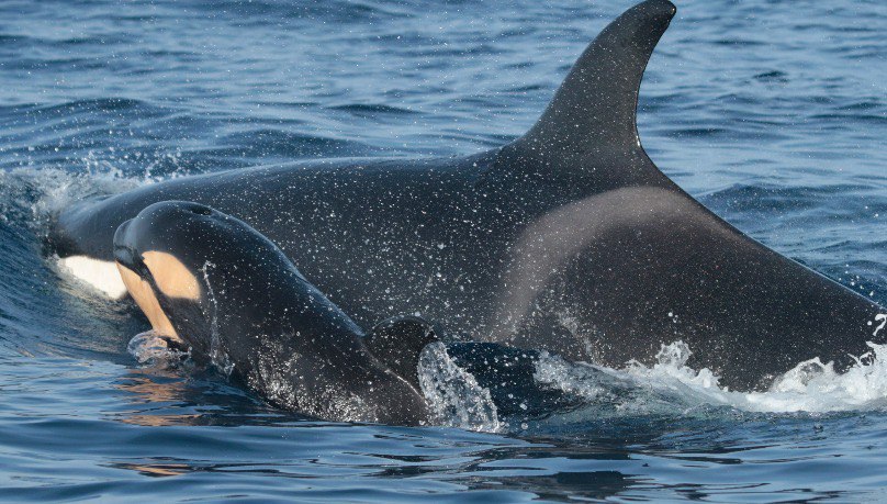 Qué debes hacer si estás navegando y avistas o interaccionas con orcas ...
