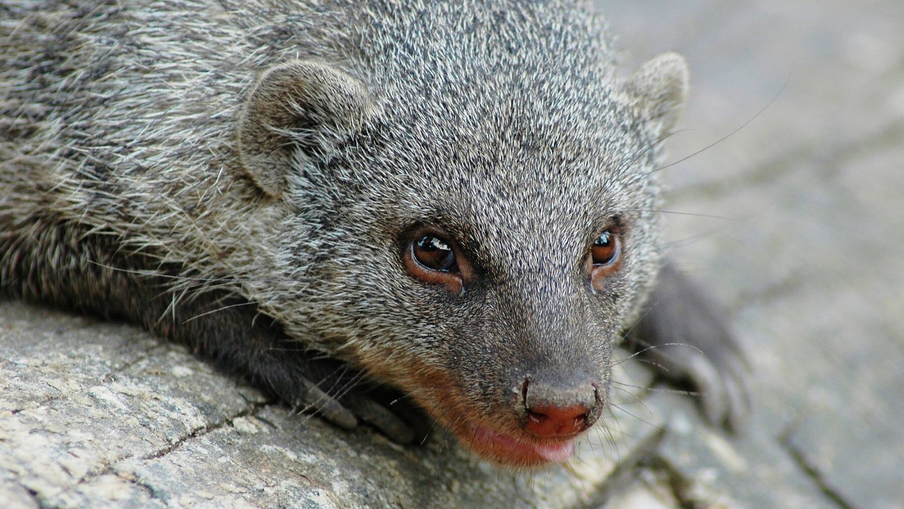 1004 especies invasoras tienen en jaque a la biodiversidad del Caribe