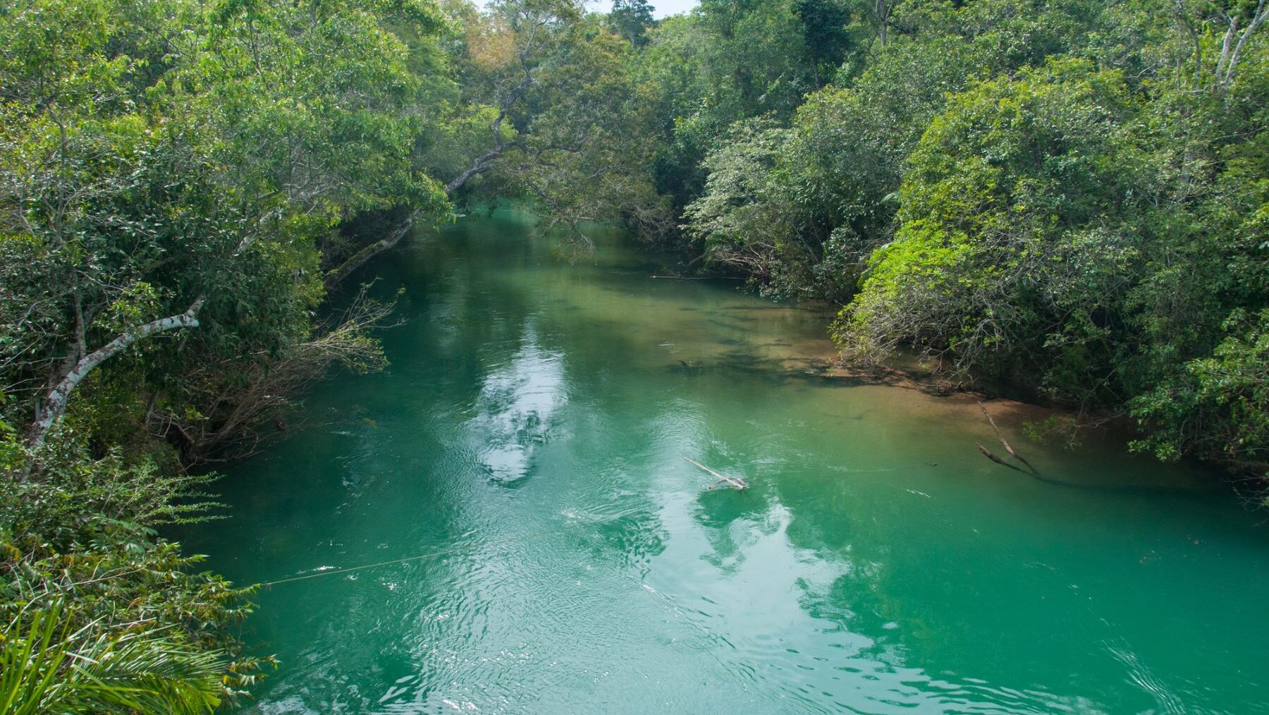 Describen nuevas especies de peces endémicos de la región neotropical ...