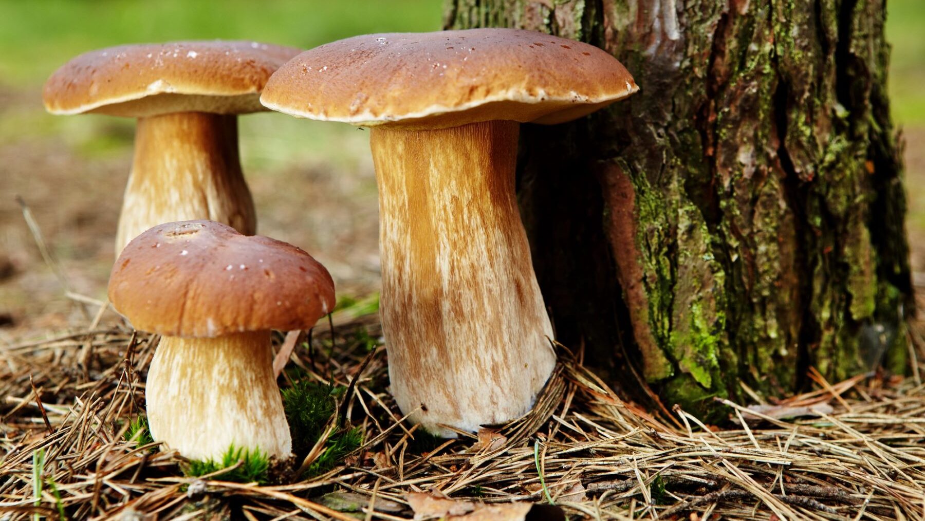 Hongos: ¿Por qué son esenciales para la vida en la Tierra?