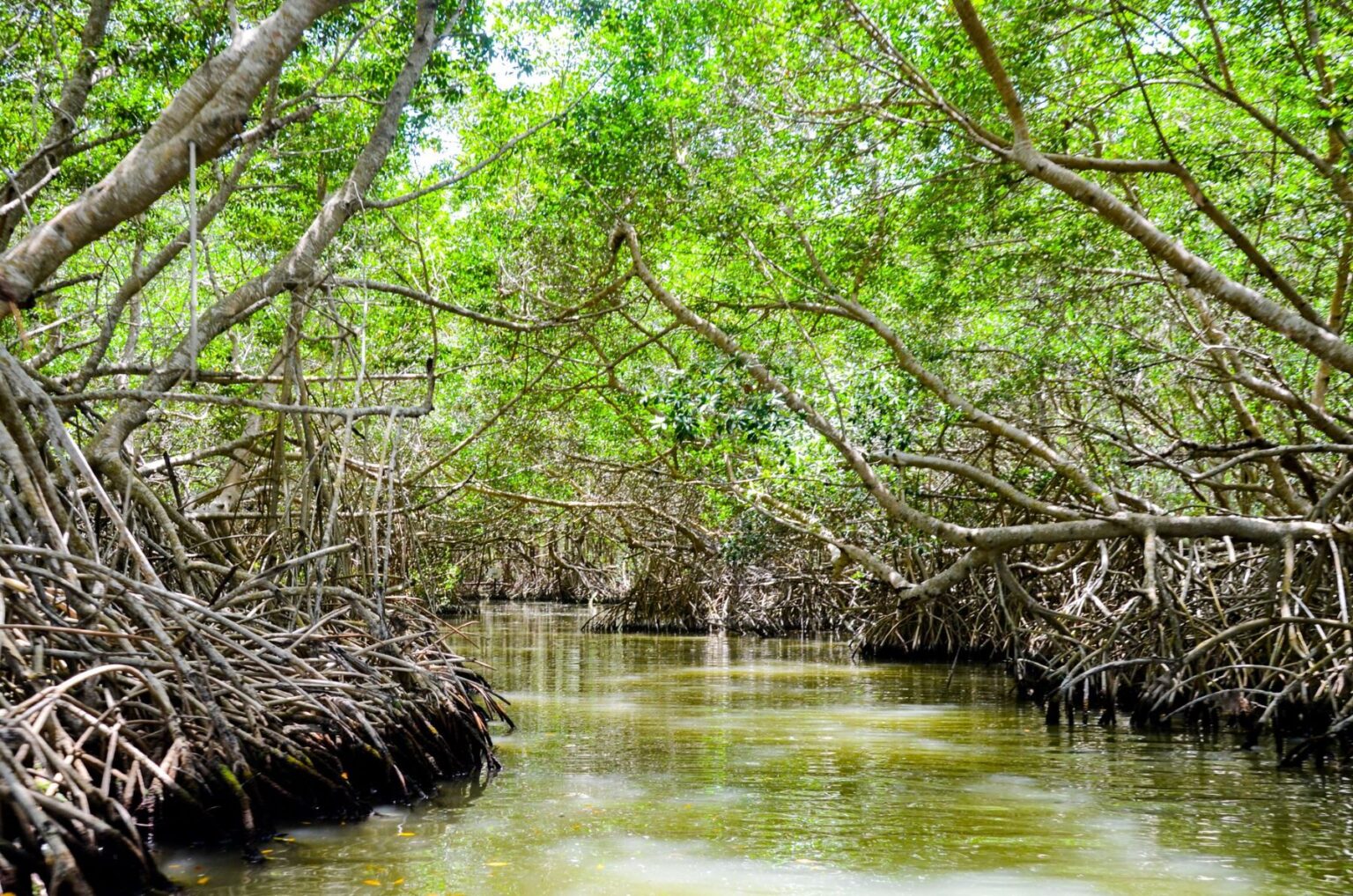México: herramienta llamada ‘Índice de Amenaza de Manglar’ prevé ...