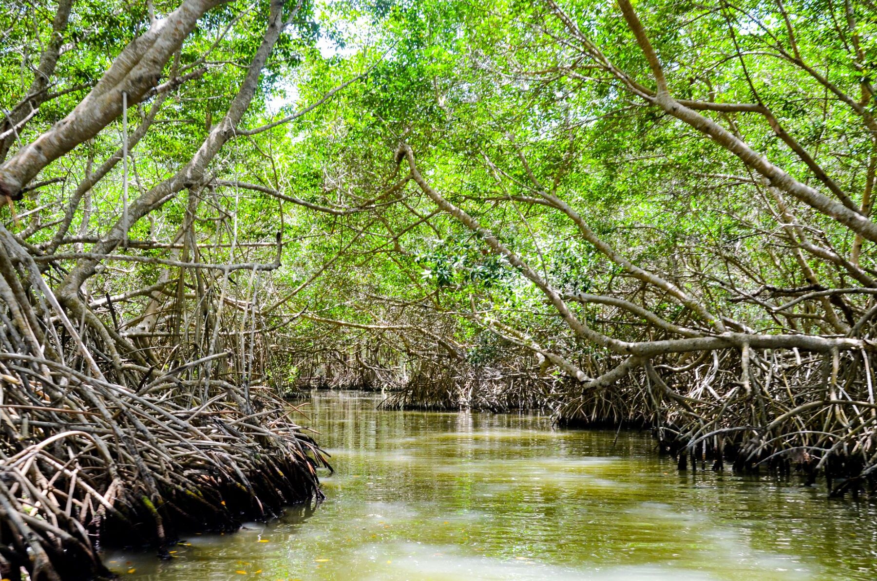 México: herramienta llamada ‘Índice de Amenaza de Manglar’ prevé ...