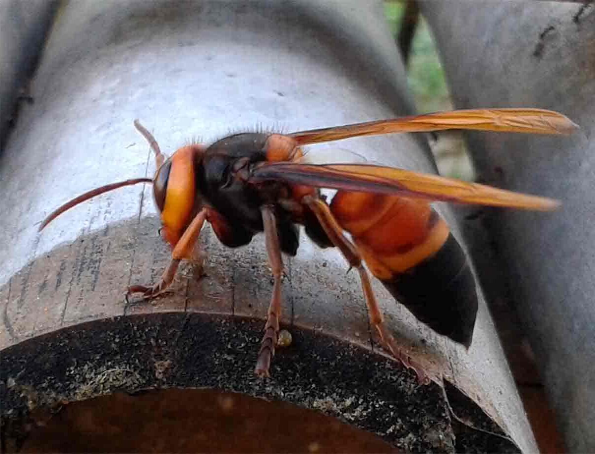 Asturias, el ‘Plan de Control del Avispón Soror’ concluye sin detectar ...