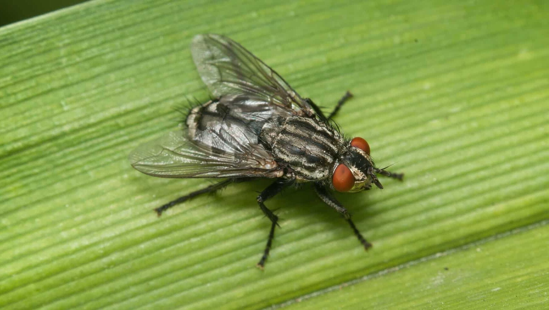 Insectos: el Gen E93 hace que dejen atrás la adolescencia y se hagan ...