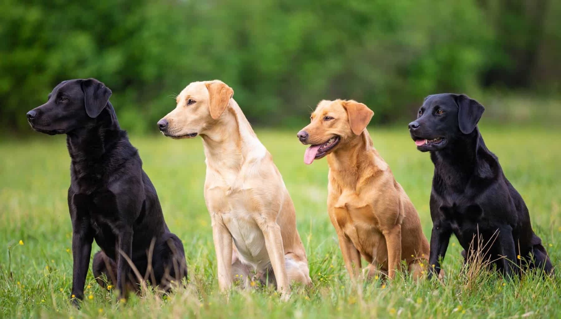 Los perros labradores y los humanos ‘comparten’ el gen responsable de ...