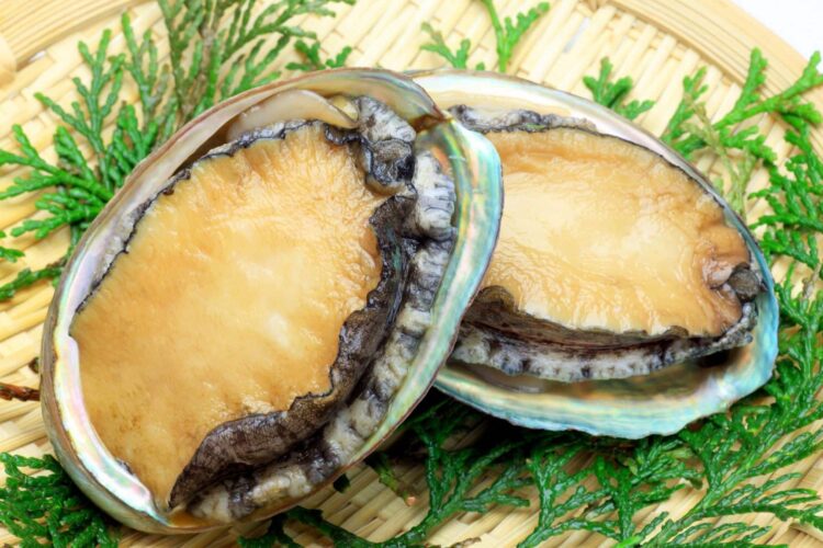 Salvando al molusco conocido como ‘el loco’ en la isla chilena Ascensión