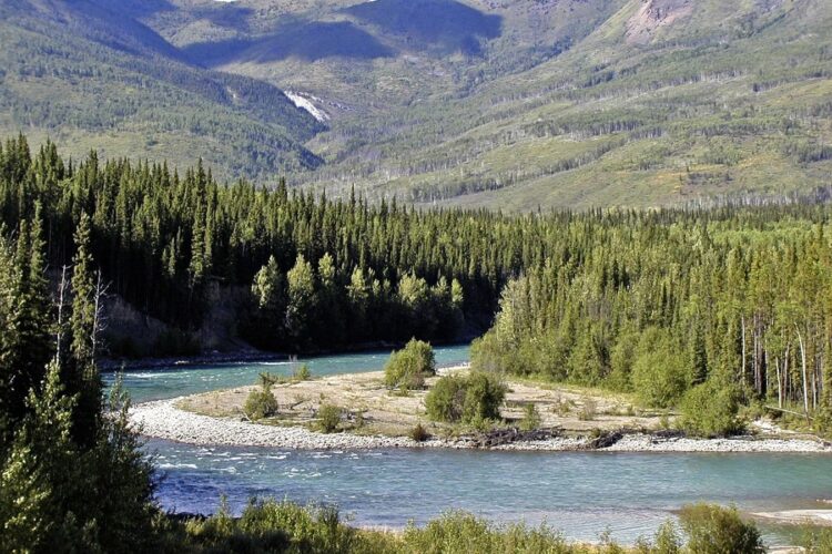 Bosques boreales: almacenan carbono, paliando el cambio climático ...