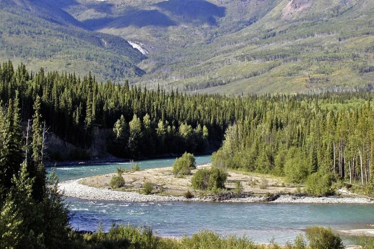 Bosques boreales: almacenan carbono, paliando el cambio climático ...