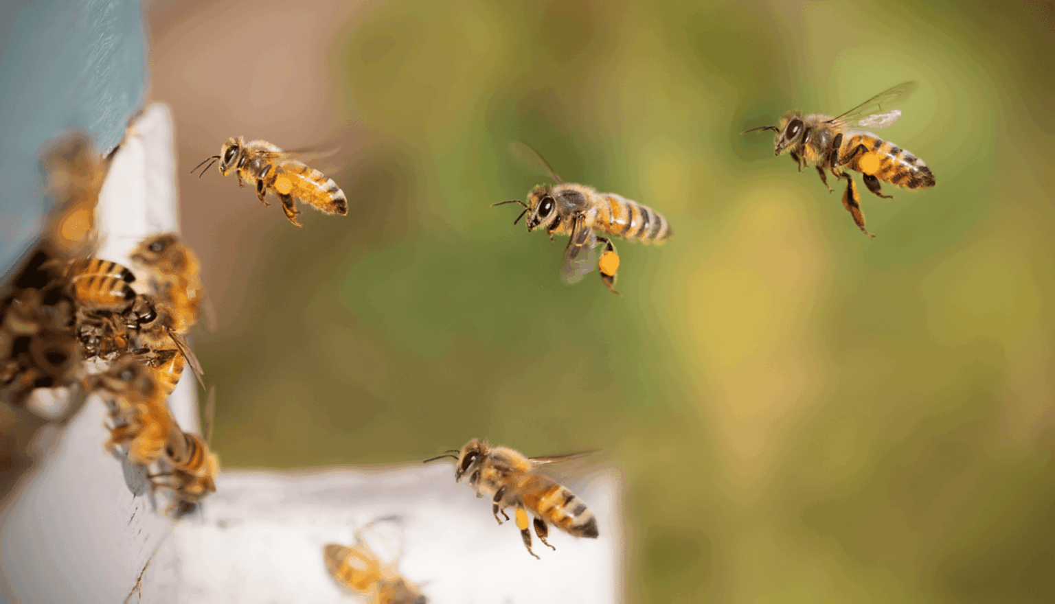 'AI BeeGuard': inteligencia artificial para proteger las colmenas de ...
