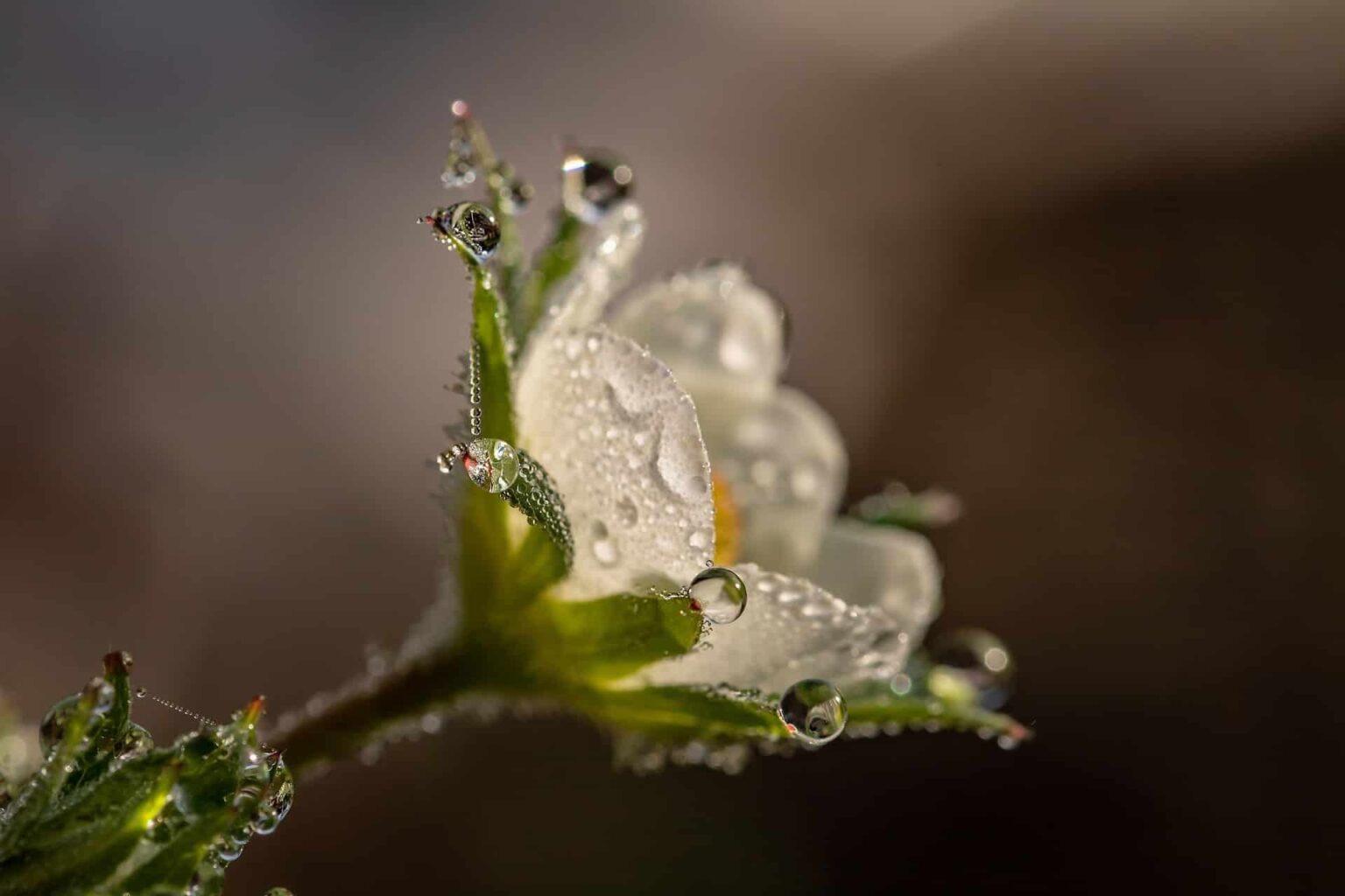 Las plantas inspiran a la ciencia a la hora de recuperar el agua de rocío