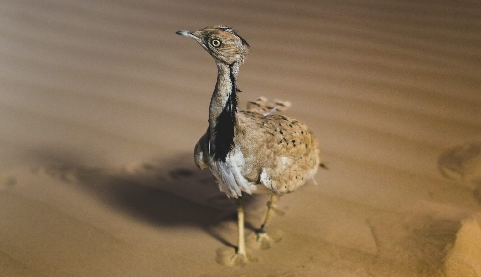 Los planes de conservación para la hubara canaria son ‘mejorables’