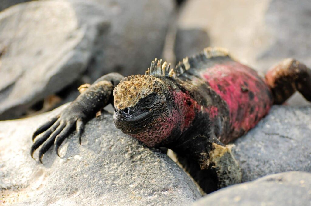 ¿El área marina Hermandad (Galápagos), reserva de la biosfera?
