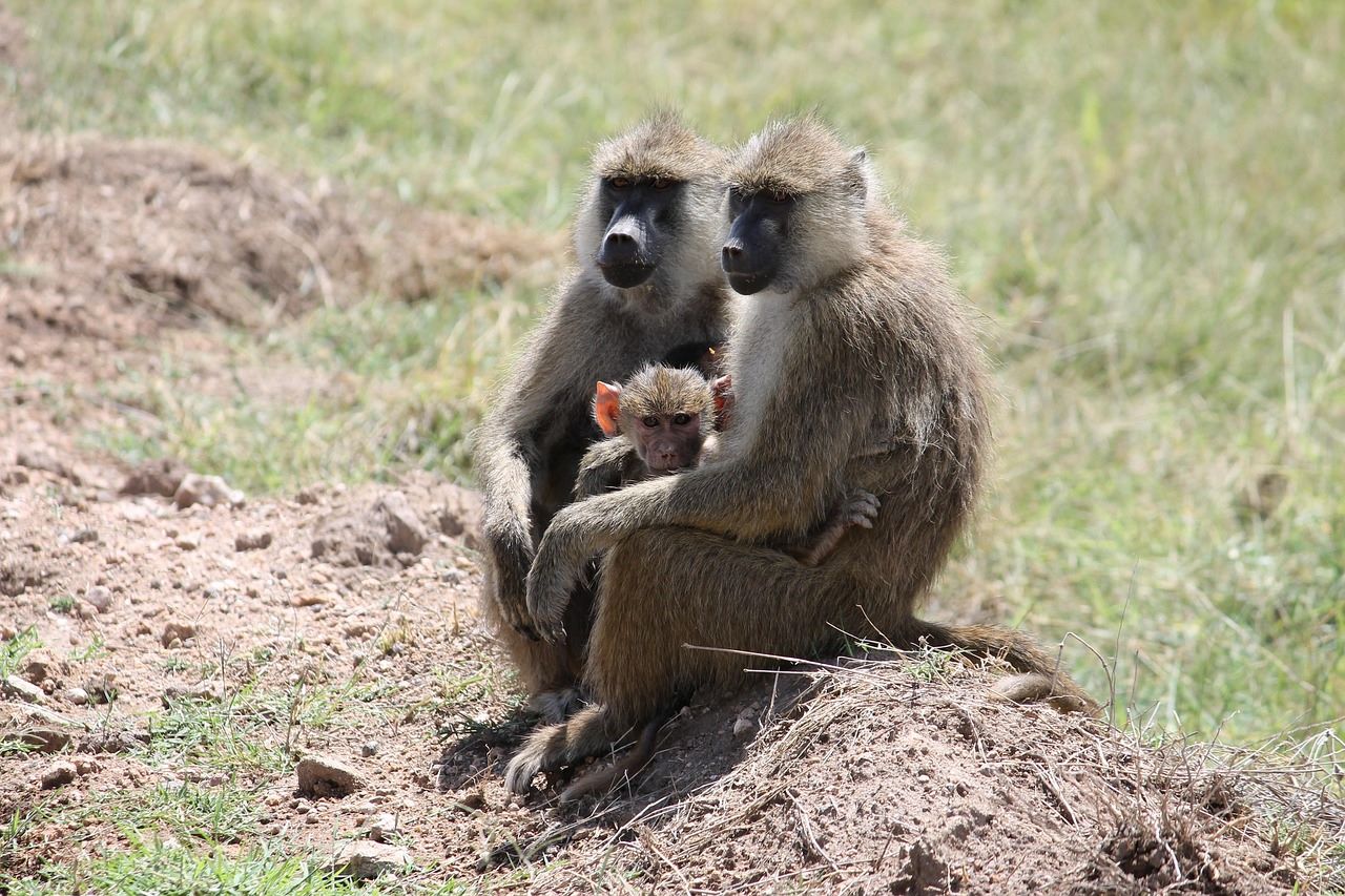 Las babuinas que aman a su ‘Papá’ viven más