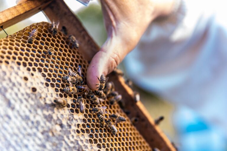 ¿En qué afecta el veneno de un picotazo de abeja?