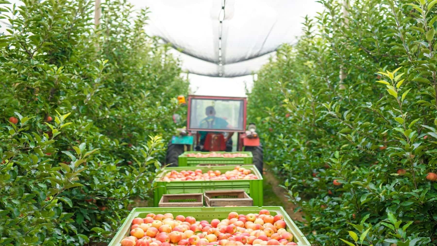 Frutas deformes y polinizaciones ‘al traste’: estas son las ...