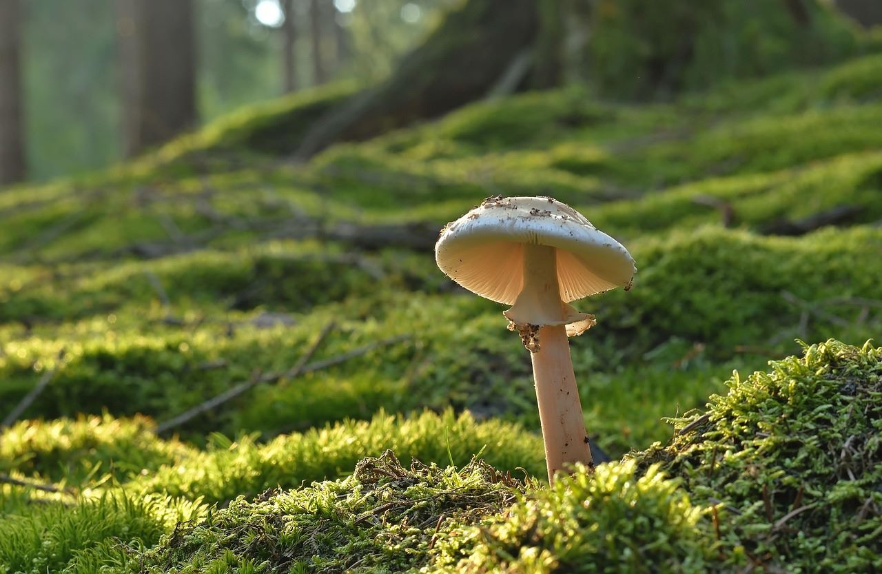 La importancia de la microbiota forestal, clave como refugio para la ...