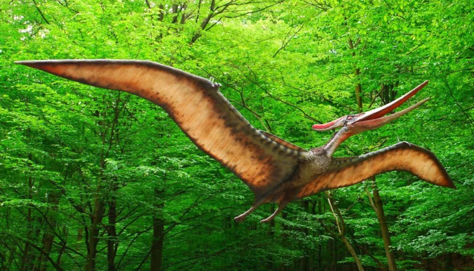 Un Pterosaurio hallado en Arizona es el más antiguo de Norteamérica