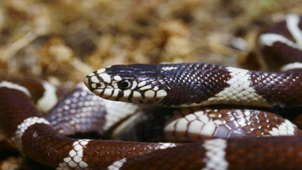 La Culebra Real de California, un especie invasora, provoca una ...