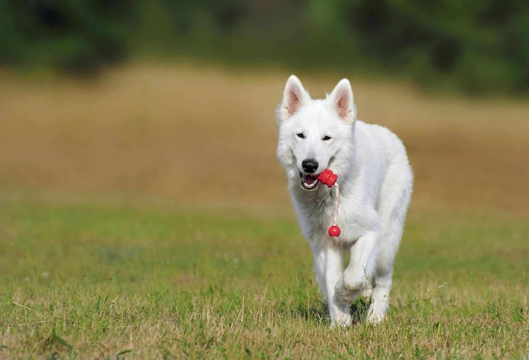 Publicado en Current Biology: los perros pueden clasificar objetos sin ...