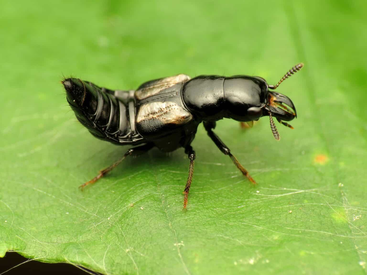 Ecuador: descubren más de 20 nuevas especies de 'escarabajo vagabundo'