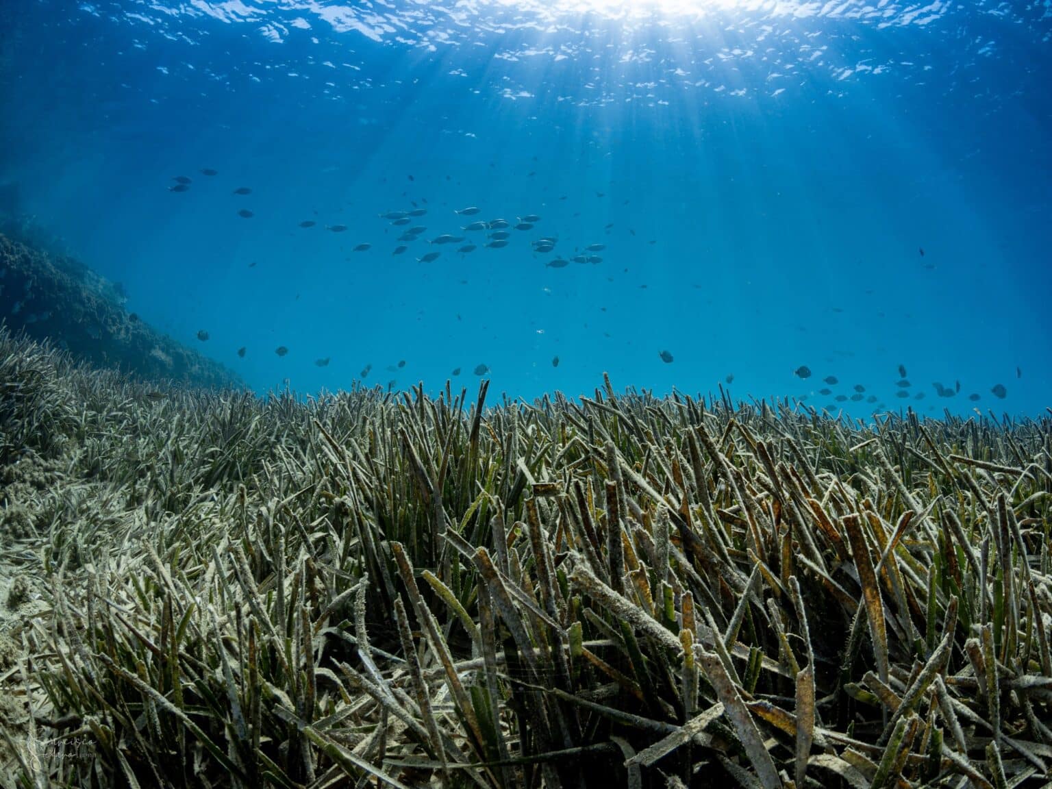 Islas Chafarinas un 'paraiso' de praderas marinas