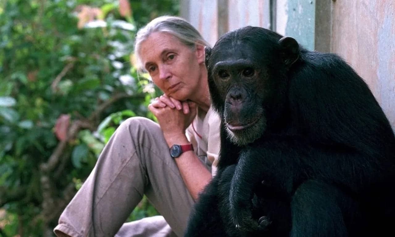 La Dra. Jane Goodall, famosa etóloga, conservacionista, activista y ...